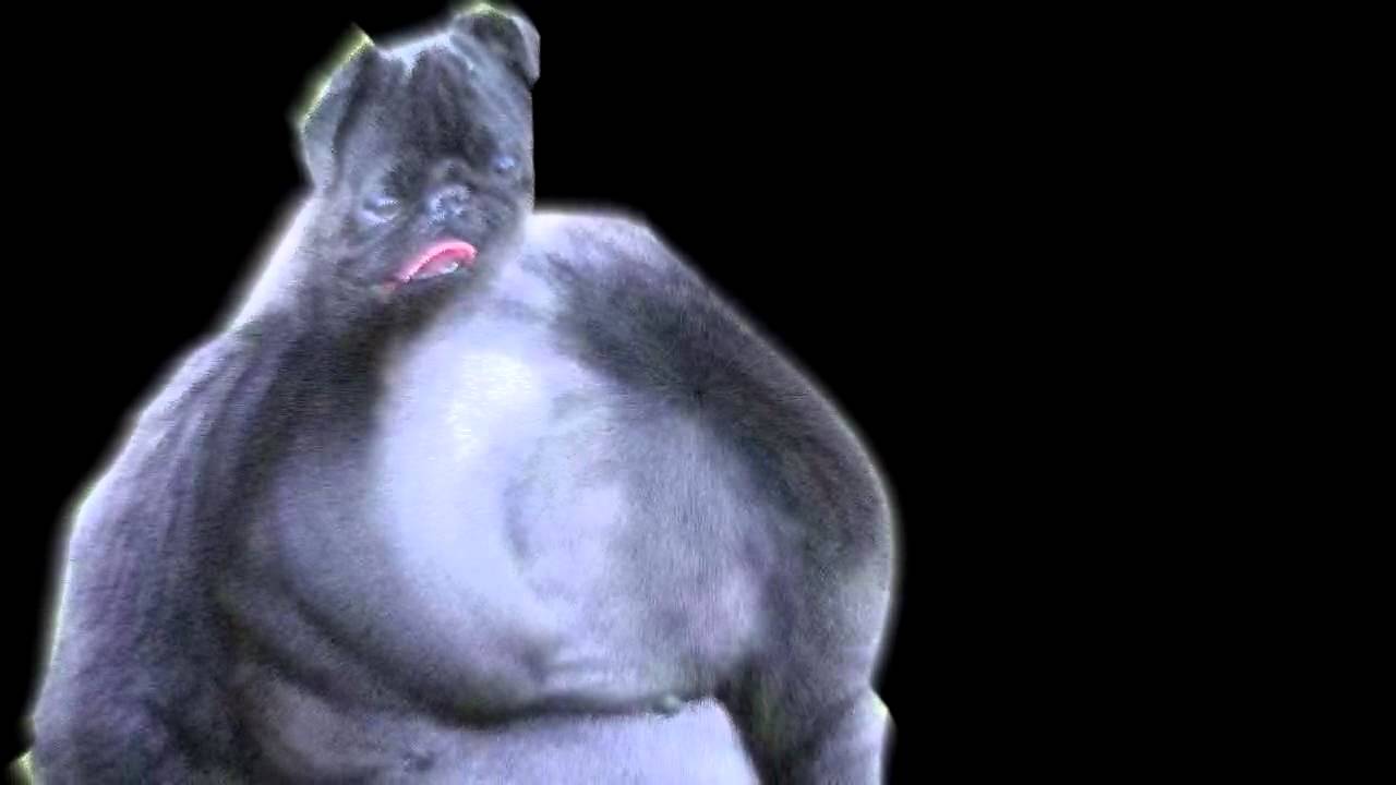 RANDOMNESS aNd da sugar Plum pUg GORILLA - YouTube