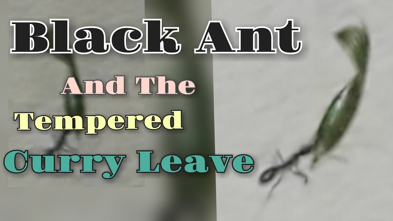 Black ant and the tempered curry leave 😂😘👍#nature #lovingnature #ants ...