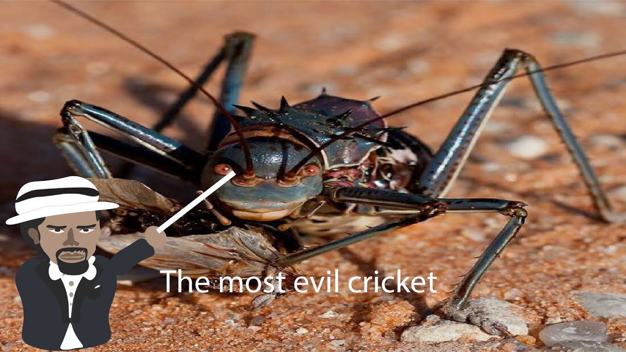 STEEL CRICKETS EAT BIRD MEAT😱 😨 😰 - YouTube
