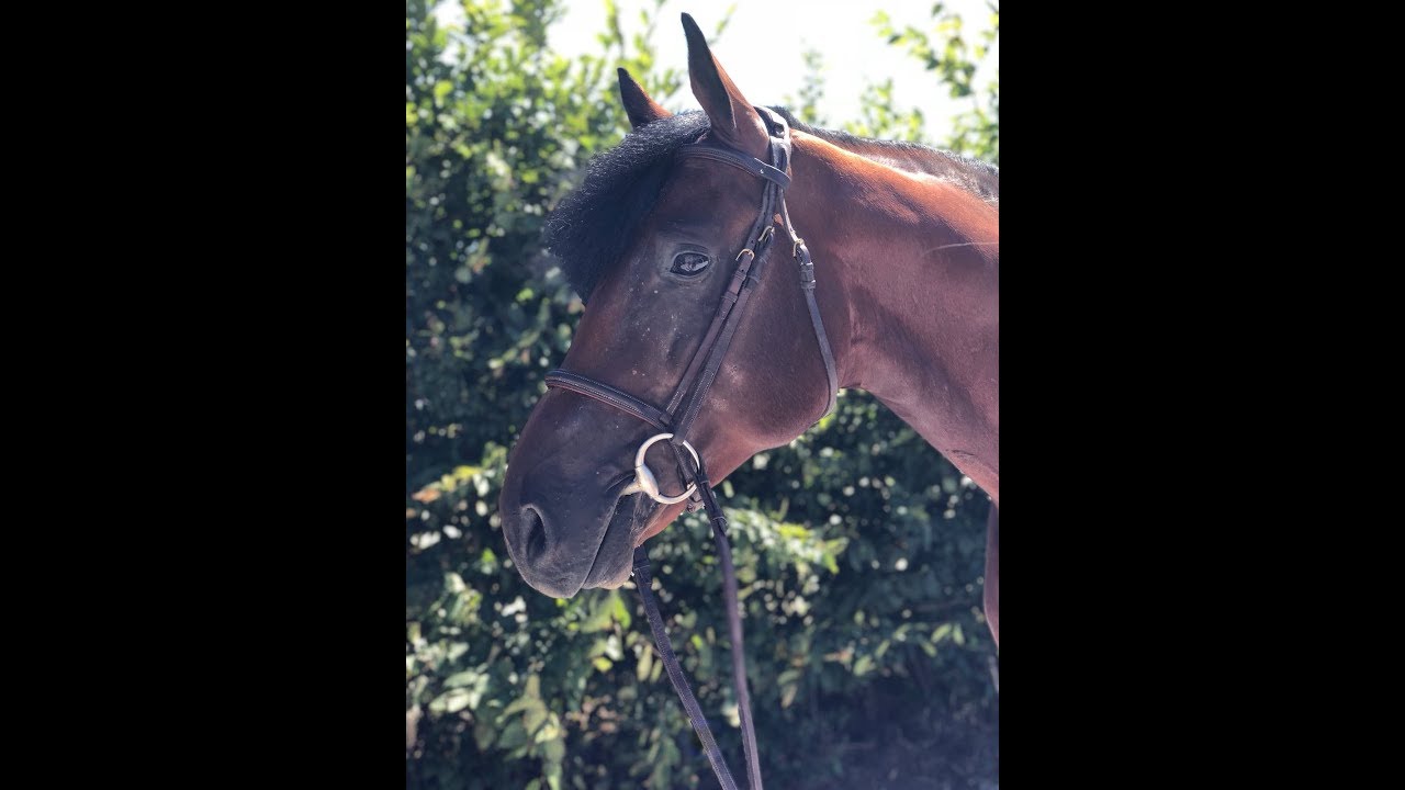 Chartbreaker SR ( Cassilano-Contender-Capitol) stallion born 2012 - YouTube