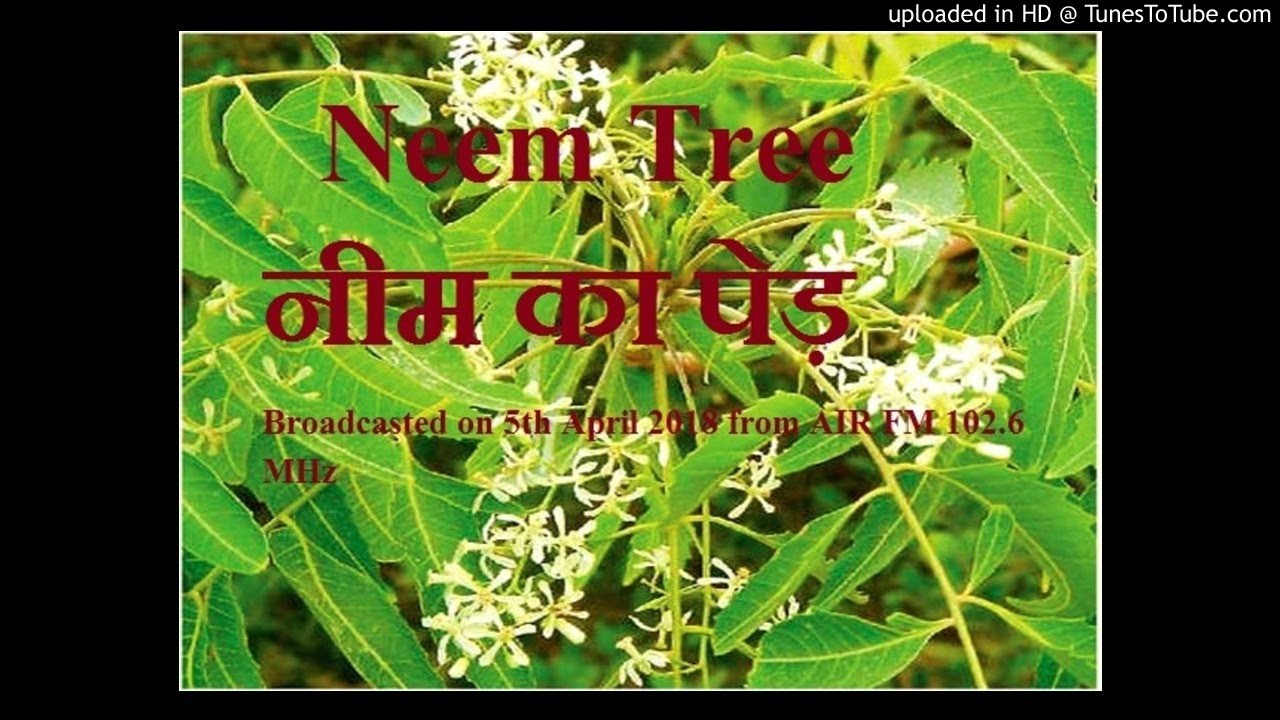 Episode 49: Neem Ka Ped (Neem Tree) -Bachchon Ki Nazar Se (Through the ...