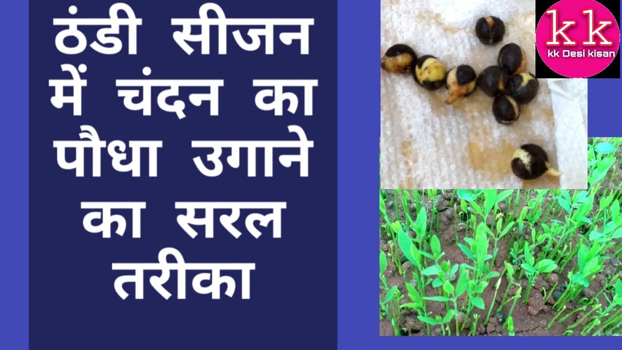 sandalwood seeds germination process/sandal seeds process/चंदन का पौधा ...