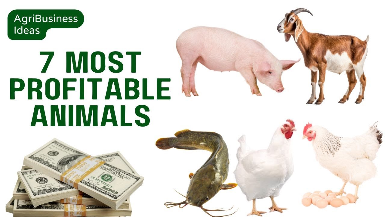 7 Most Profitable Animals to Raise on a Small Scale - YouTube