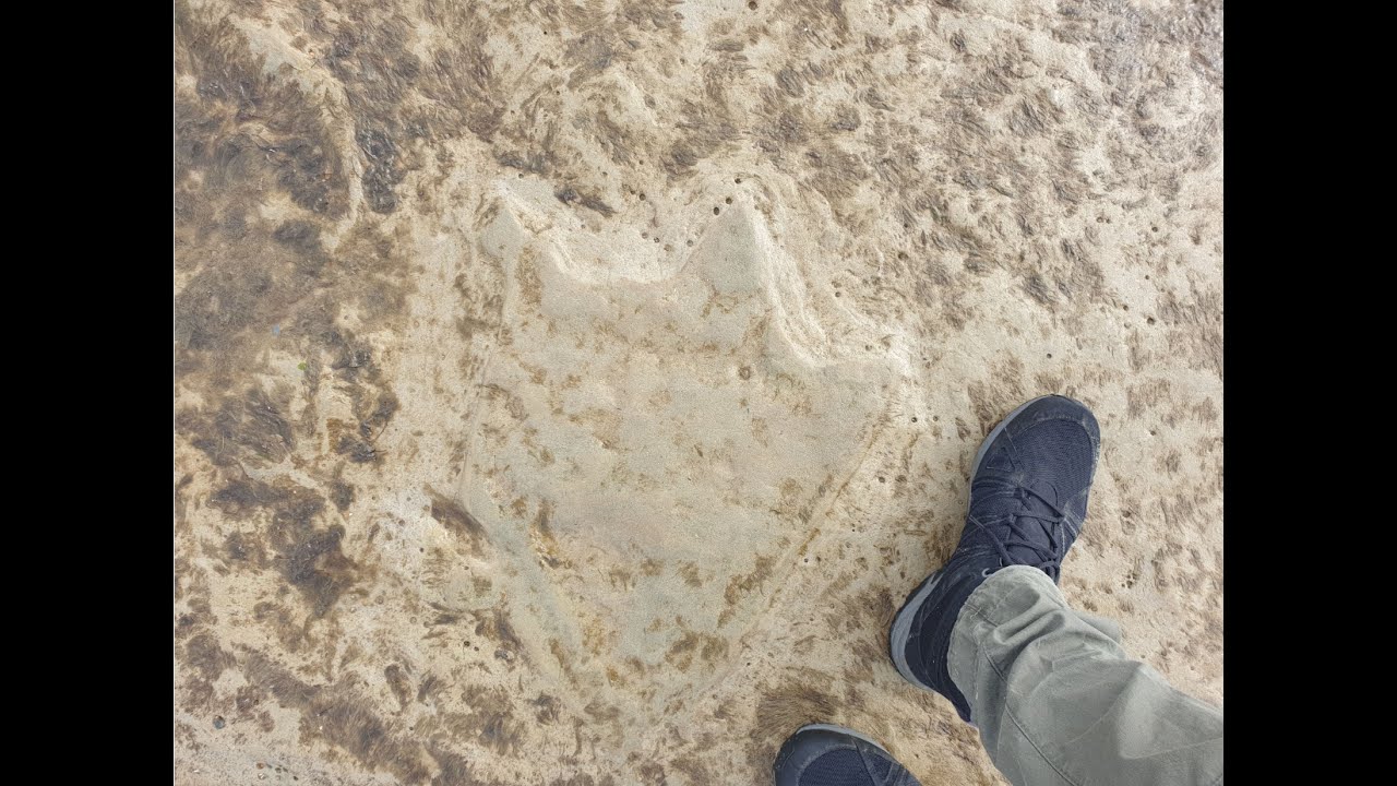 Bexhill-On-Sea dinosaur footprints - 2nd location (31 or thereabouts ...