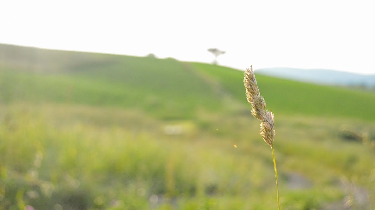 Nature Sounds for Reading ☼ | 10 Hours Spring Meadow with Wind & Birds ...