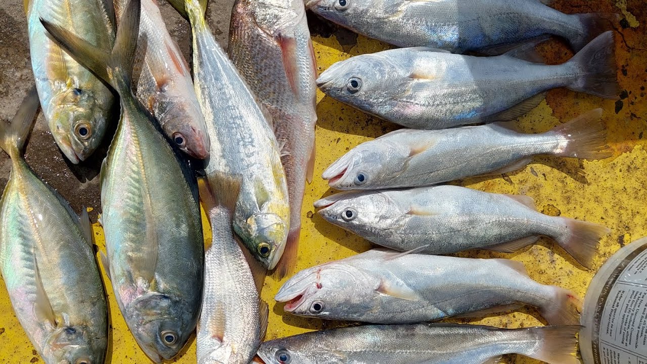 Fishing On The Platform In South Trinidad E.P. 6 [7-10-23] [Salmon ...