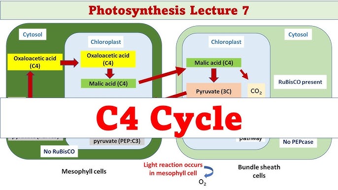 Photorespiration Or C2 Cycle