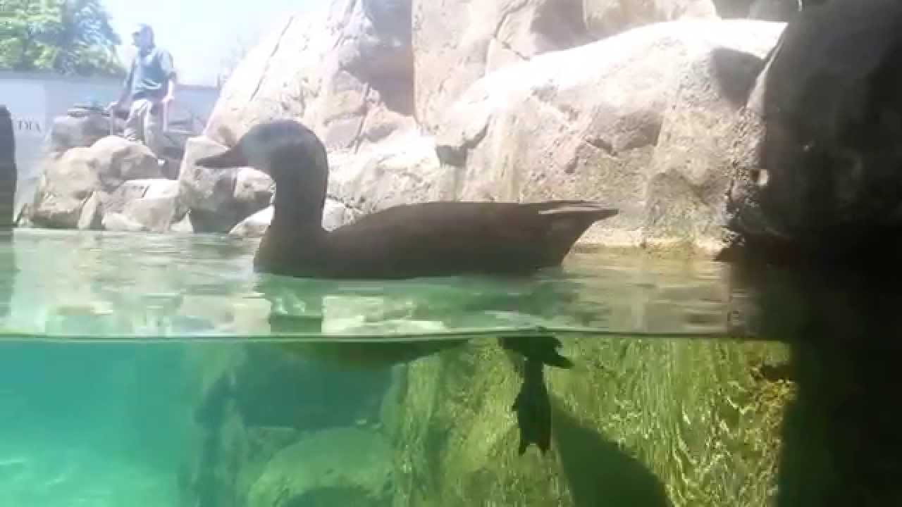 Duck feet below water - YouTube