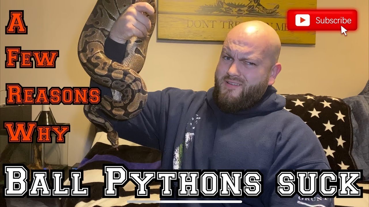 Ball Pythons suck! A few reasons why you shouldn’t get a pet Ball Python! - YouTube