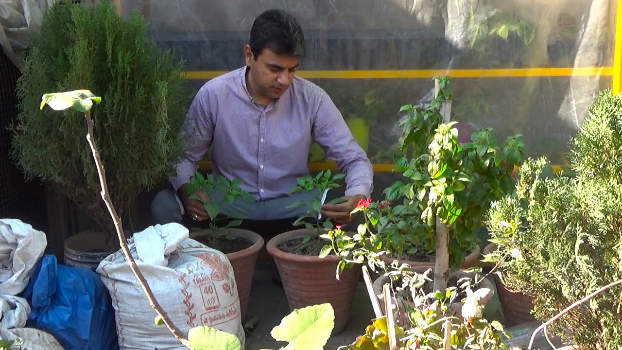 Vegetable Plants Growing Well | Easiest Vegetables Grow from Seed ...