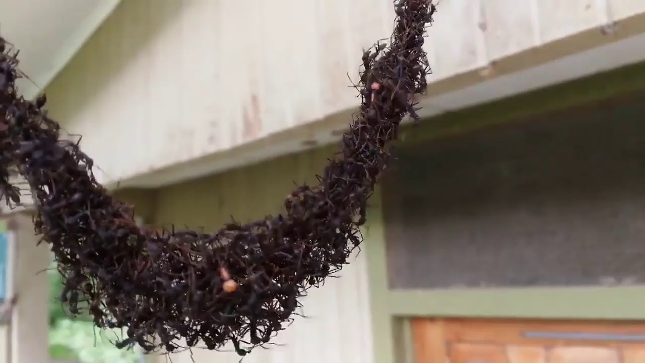 Ants forming a hanging chain to attack a Wasp nest - YouTube