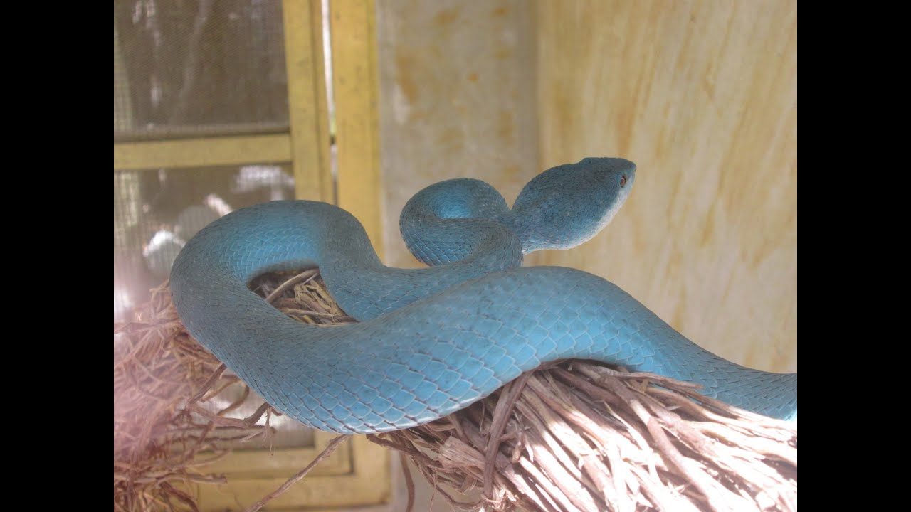 Ular Biru Blue Insularis - YouTube