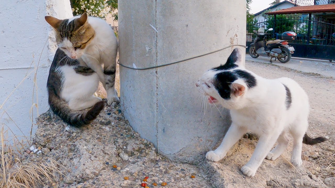 Cat Fight Over Food: Two Kitties Battle for Their Meal - YouTube