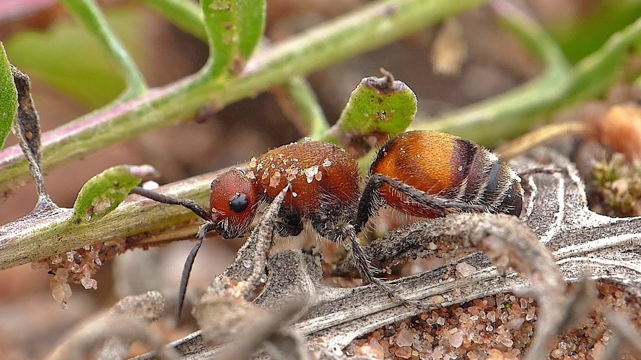 Red Velvet Ant Comes To Life - YouTube