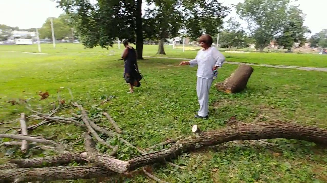 Stenton Park Tree Clean Up. - YouTube