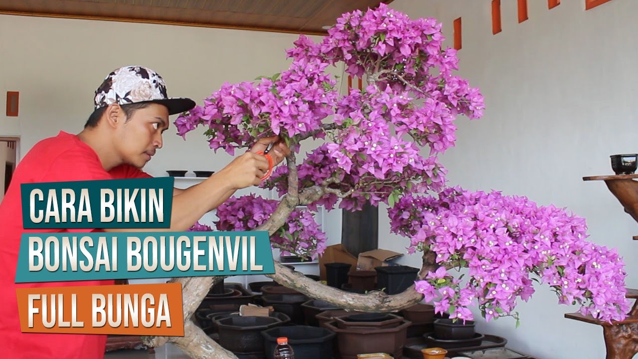 Cara Membuat Bonsai Bougenvil Berbunga Lebat Bersama Mas Andung - YouTube