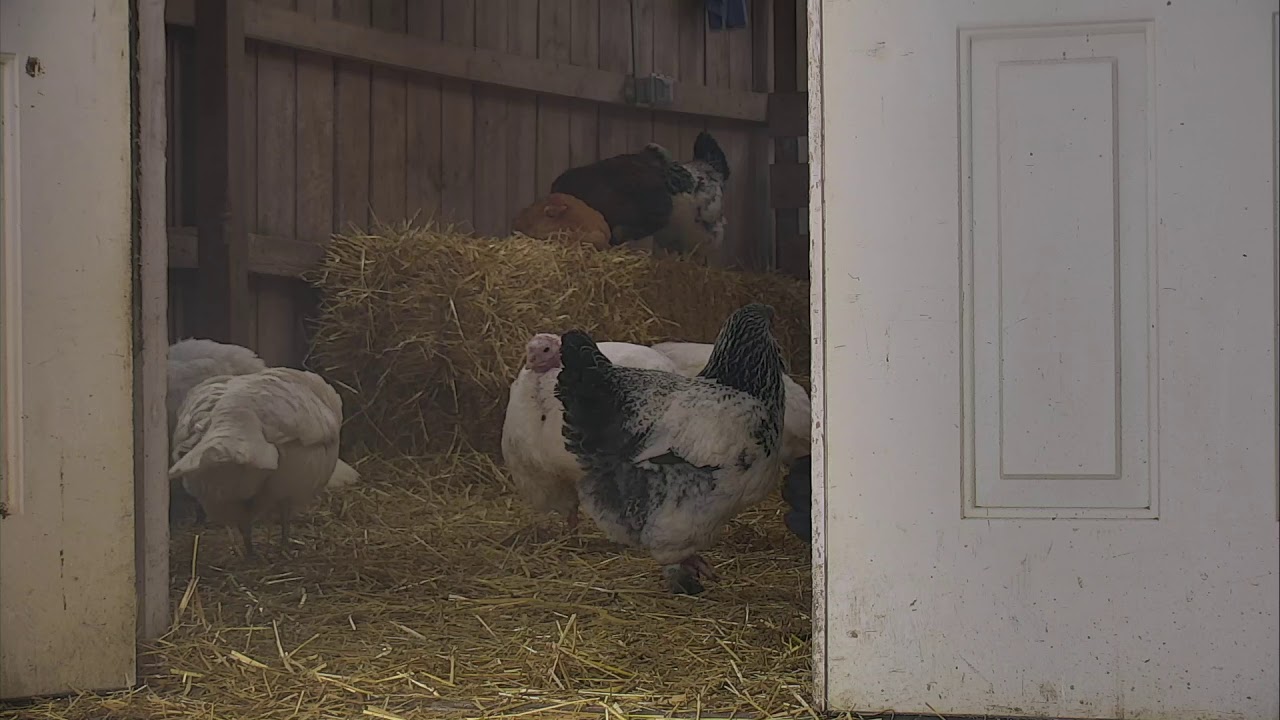 Turkey Barn Cam 03-12-2018 06:10:33 - 07:10:34 - YouTube