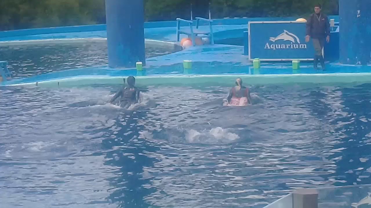 Delfines bien entrenados😰😰😰😰😰 - YouTube