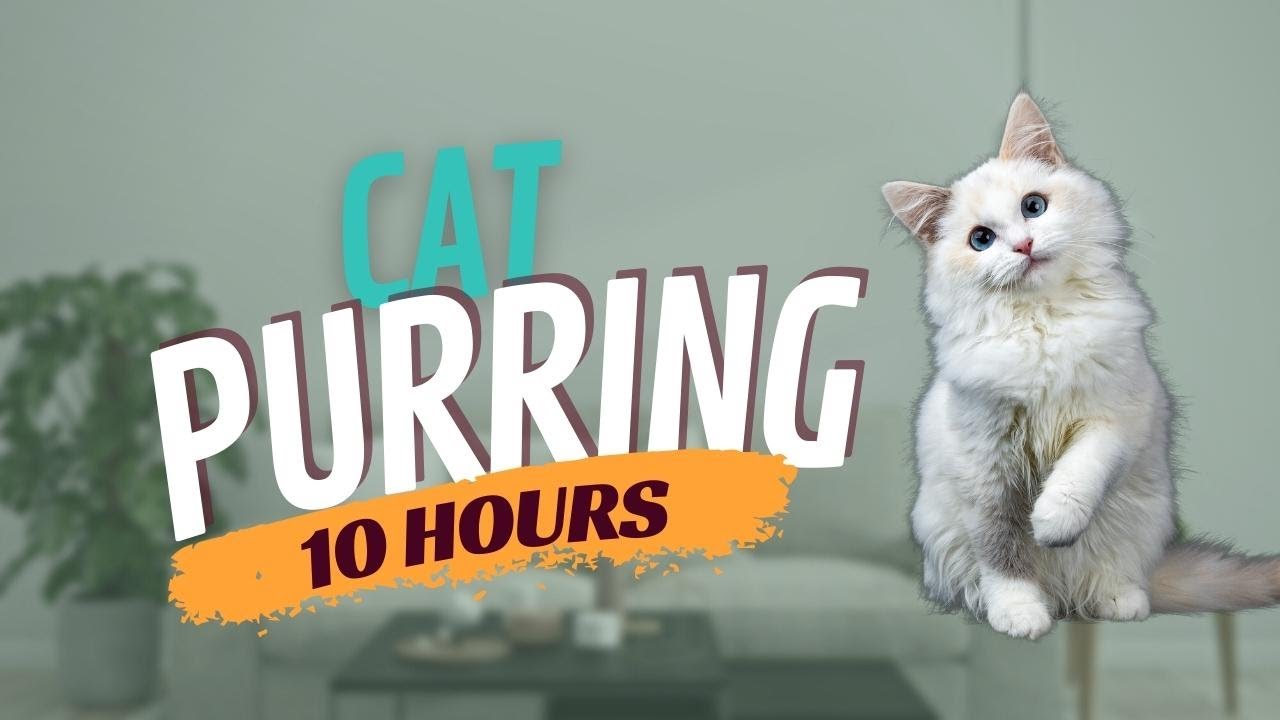 Cat Purring Sound for 10 Hours | Purring Cat ASMR - YouTube