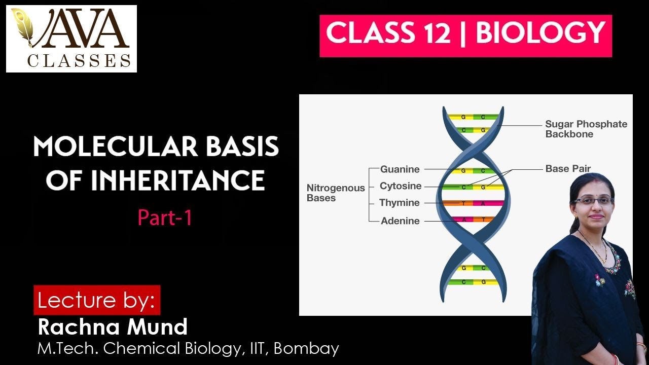 Class 12 Biology | Molecular Basis of Inheritance - Part 1 | Explained ...