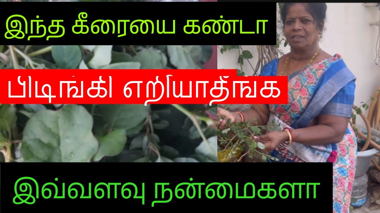 Saranai keerai benefits in tamil#சாரணைக் கீரை மகத்துவம்#medicinal uses# ...