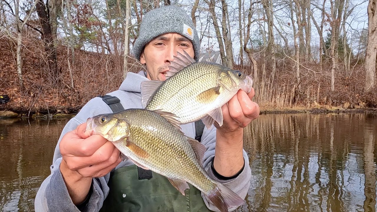 I Finally Found These Fish! : Winter White Perch - YouTube