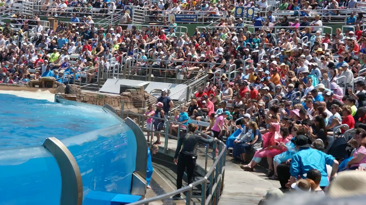 Sea World Killer Whale Tail Splash - YouTube