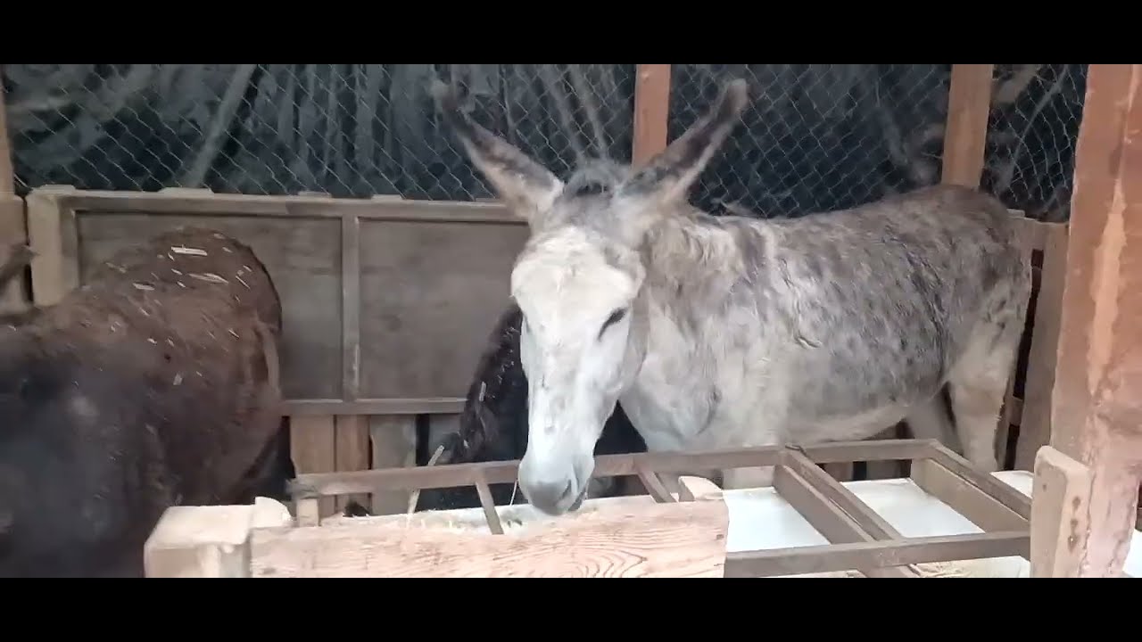 Donkeys in the stable in storm - YouTube