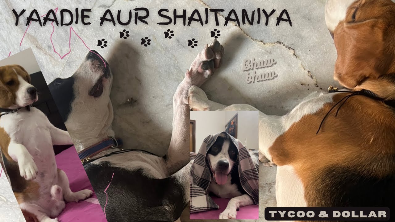 Cute Beagle and Indian puppy | Yaadie Aur Shaitaniya - YouTube