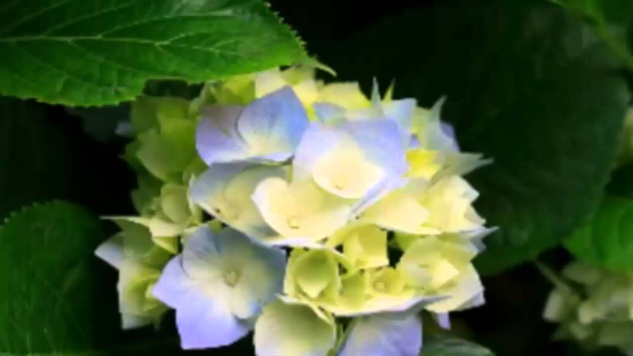 1 Xusni Muslim by Sh Nuur Cali Jaamac - YouTube