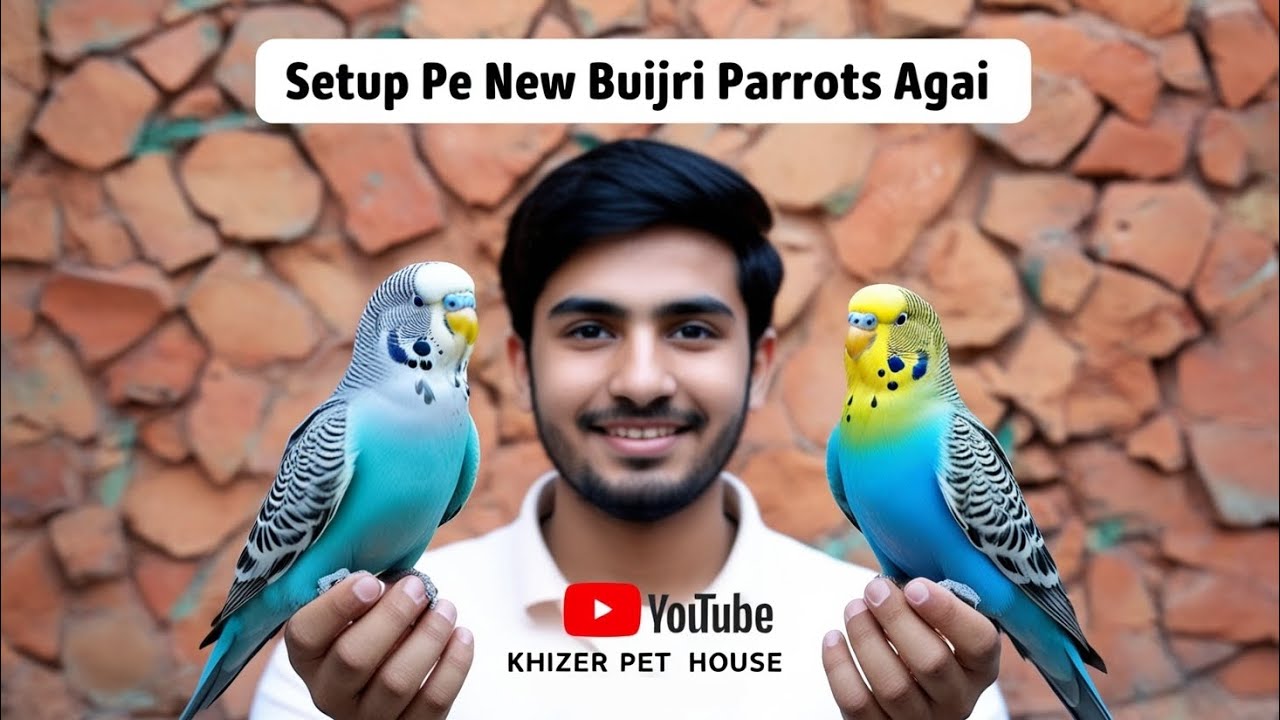 setup pe new bujri parrots agai - YouTube