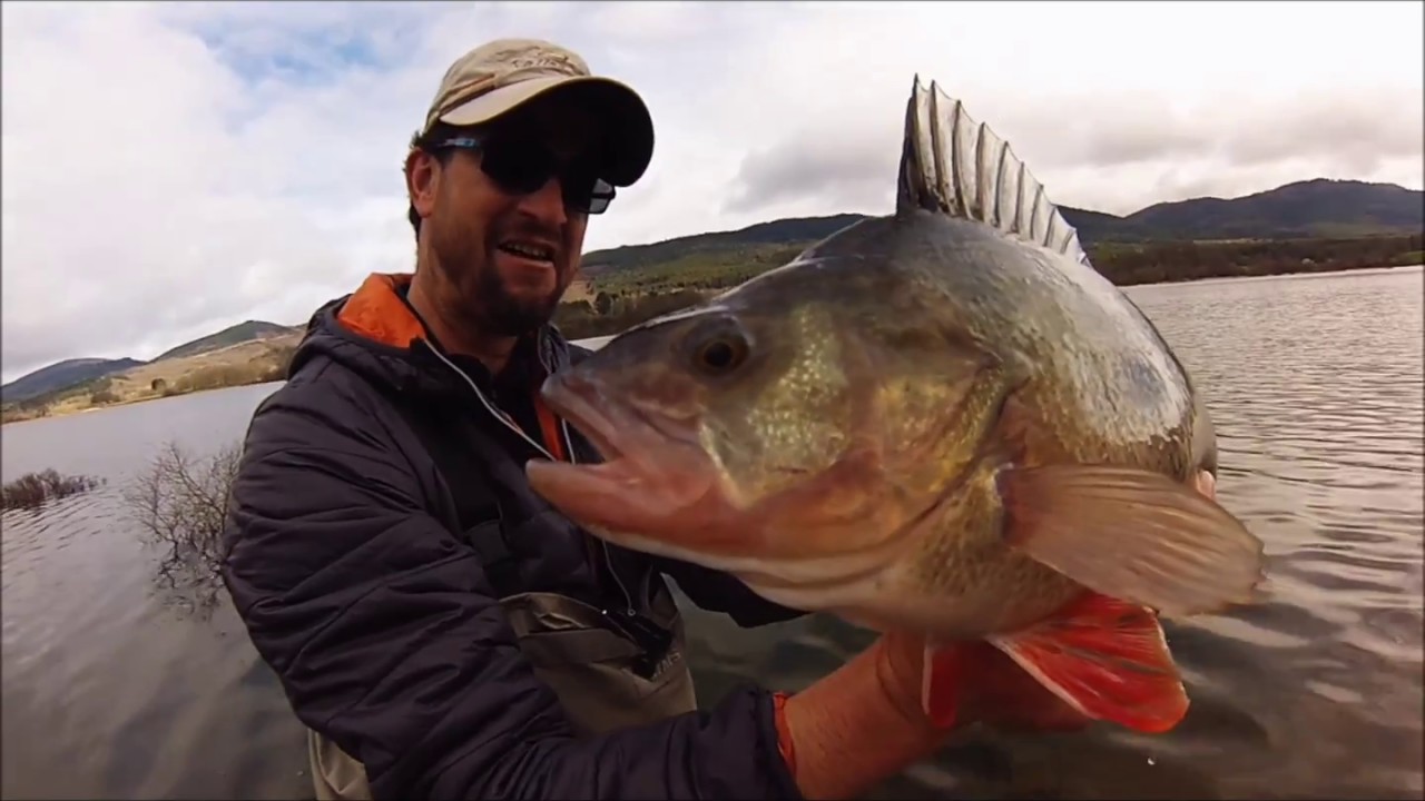 PESCA DE PERCAS GIGANTES. - YouTube