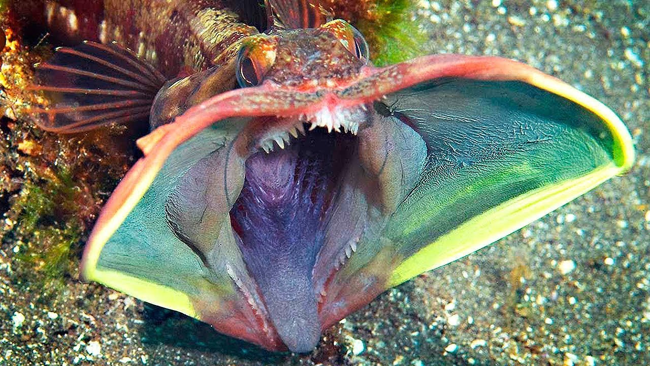 15 Bizarre Recently Discovered Creatures - YouTube