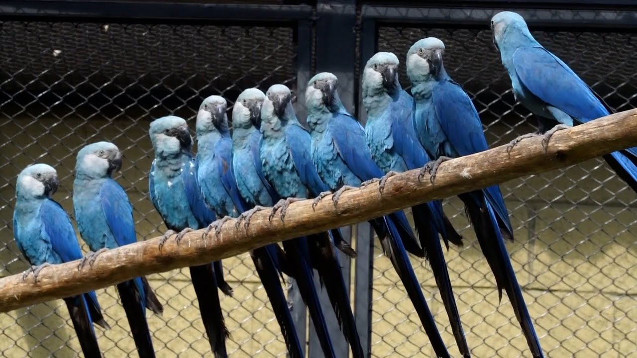 Researchers effort to save Brazil's Spix Macaw - YouTube