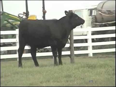 Ogeechee Rita 2016, Lot 60A - YouTube