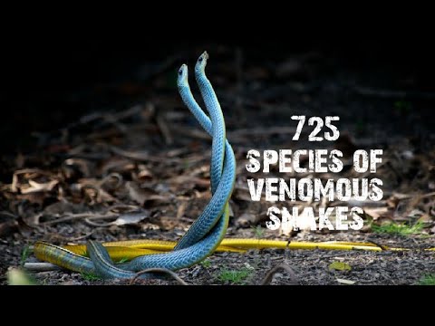 snakes HEART MOVES around in their body! part 1 - YouTube