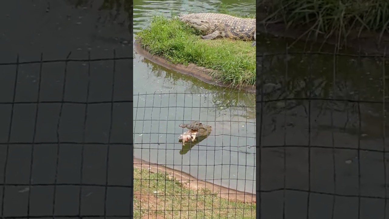 Nile Crocodile destroys Chicken!!! - YouTube