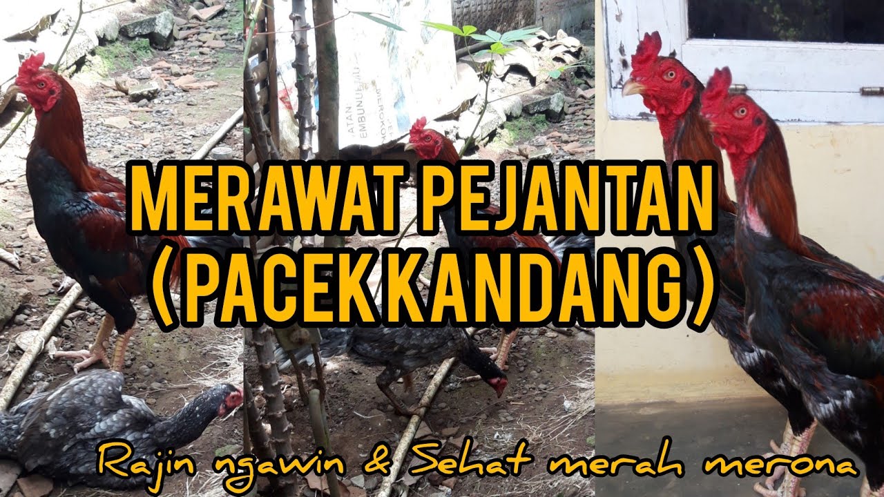 MERAWAT AYAM PEJANTAN ( PACEK ) AGAR RAJIN NGAWIN INDUKAN ( BABON ...