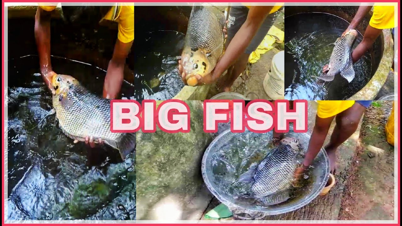 Fish tank cleaning | Best Big fishing videos | srilanka | thippili malu ...