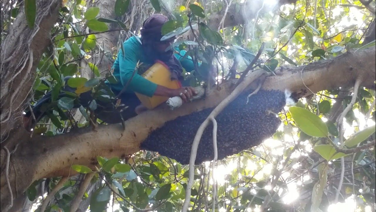 Big honey bees in Pakistan | madhumakhi ka chhatta kesy nikalte h - YouTube
