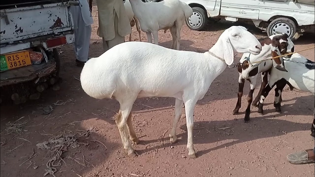 Turkey Dumba For Sale in Gali Jageer Market | Sheep Market | Gali ...