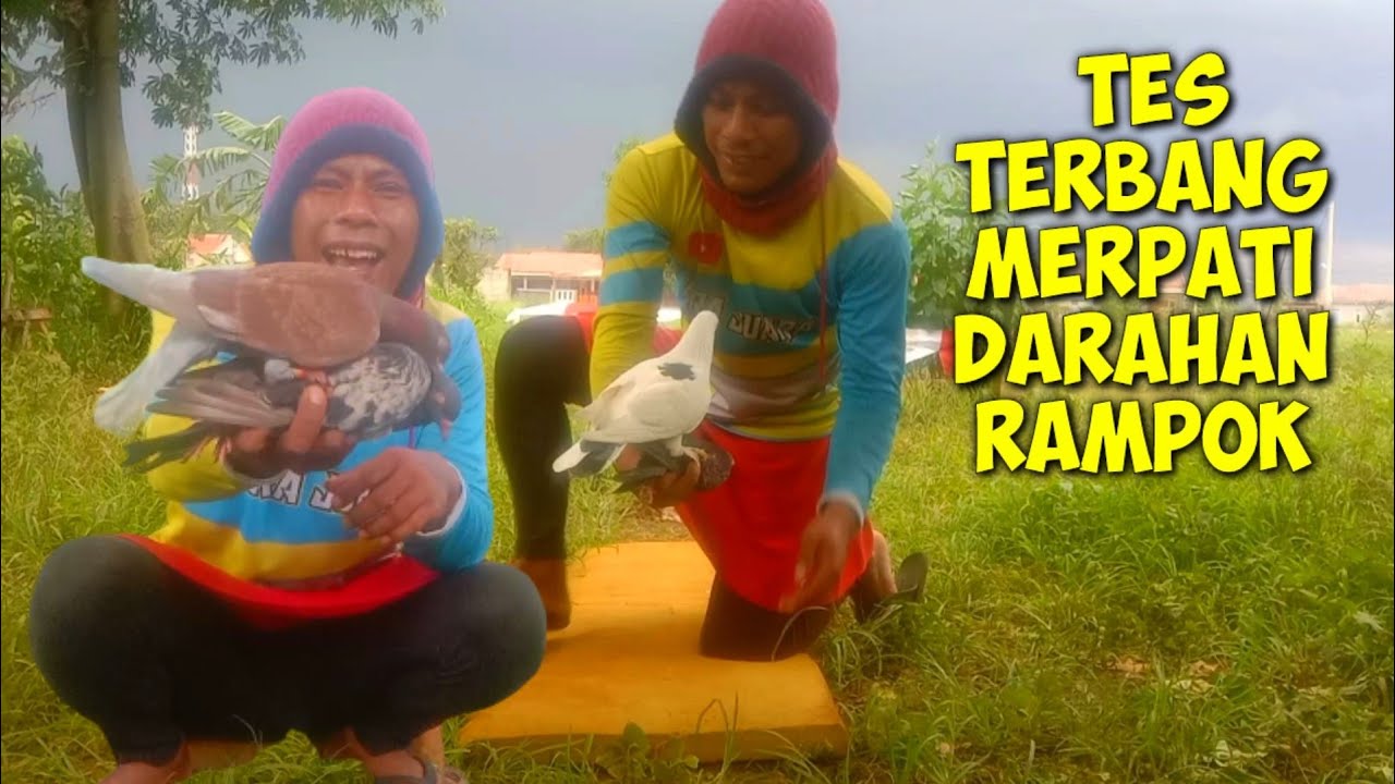 TES TERBANG MERPATI DARAHAN RAMPOK - YouTube