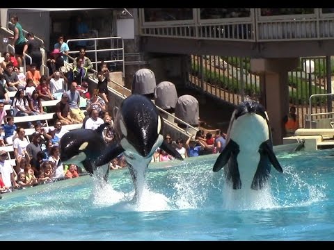 Makani, Kasatka, and Kalia Bows