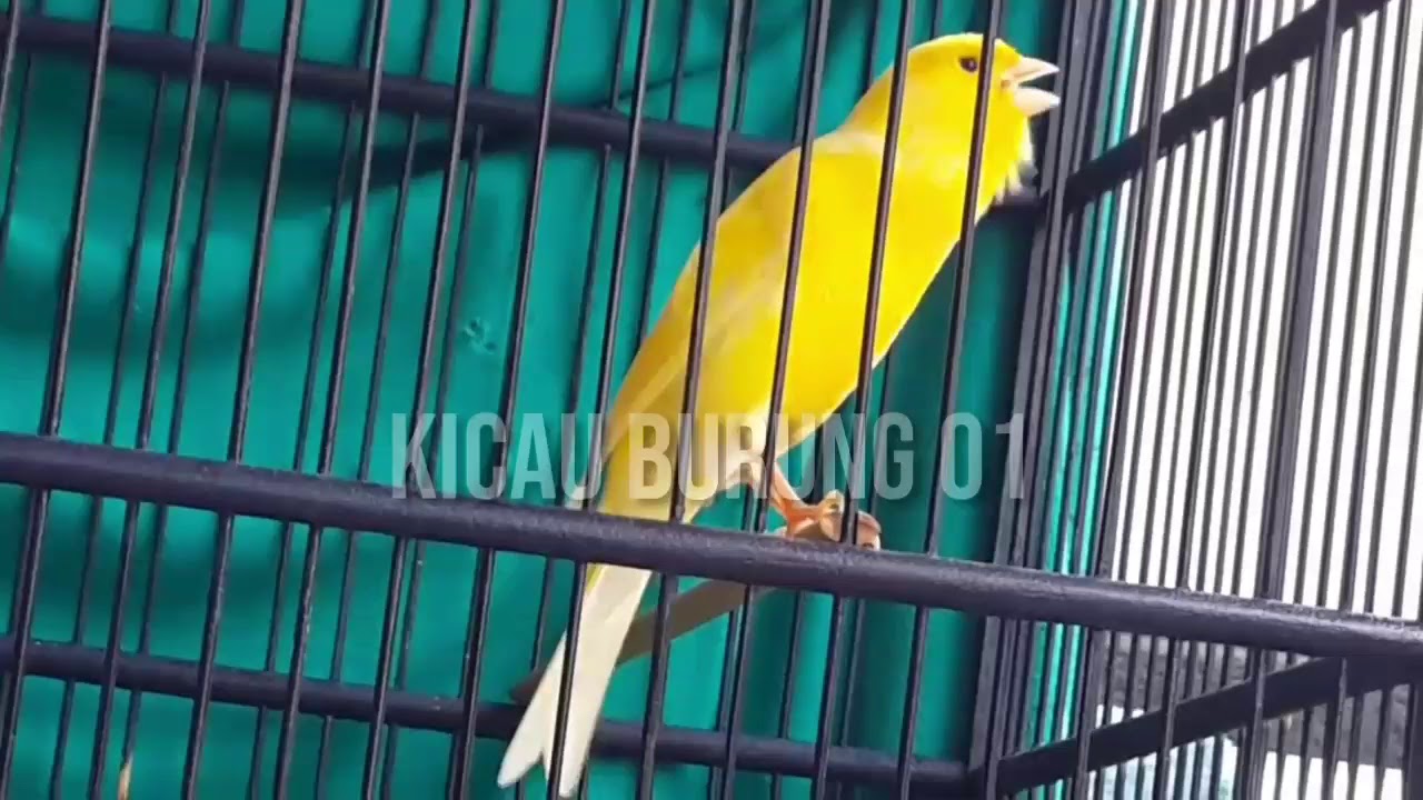Jenis - jenis warna burung kenari - YouTube