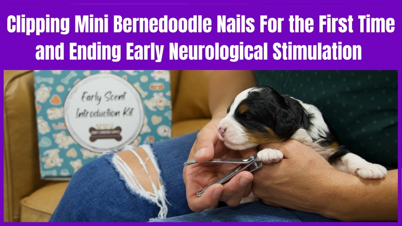 Clipping Mini Bernedoodle Nails For the First Time and Ending Early ...