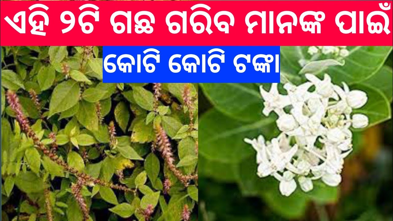 #ଅଫମାର୍ଗଗଛ #ଧଳାଅରଖଗଛ | aphamarga | white arakha | tecbigyan | tecbigyan ...