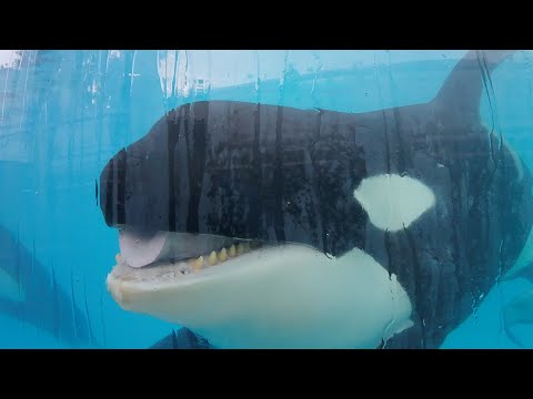 Nakai - Killer Whales Up Close Tour Clips