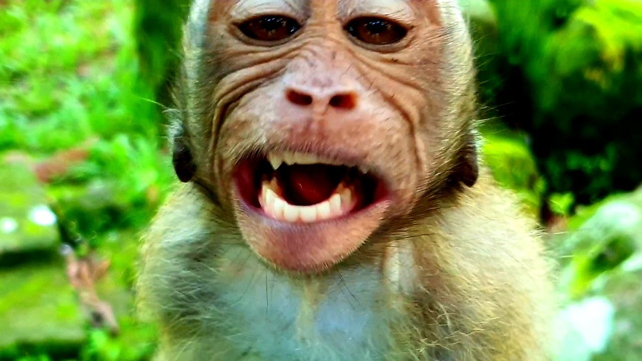 [ Monkeys episode 30 ] Phally and Phalla eating potatoes វាញុំាដំឡូង #rathangkor - YouTube