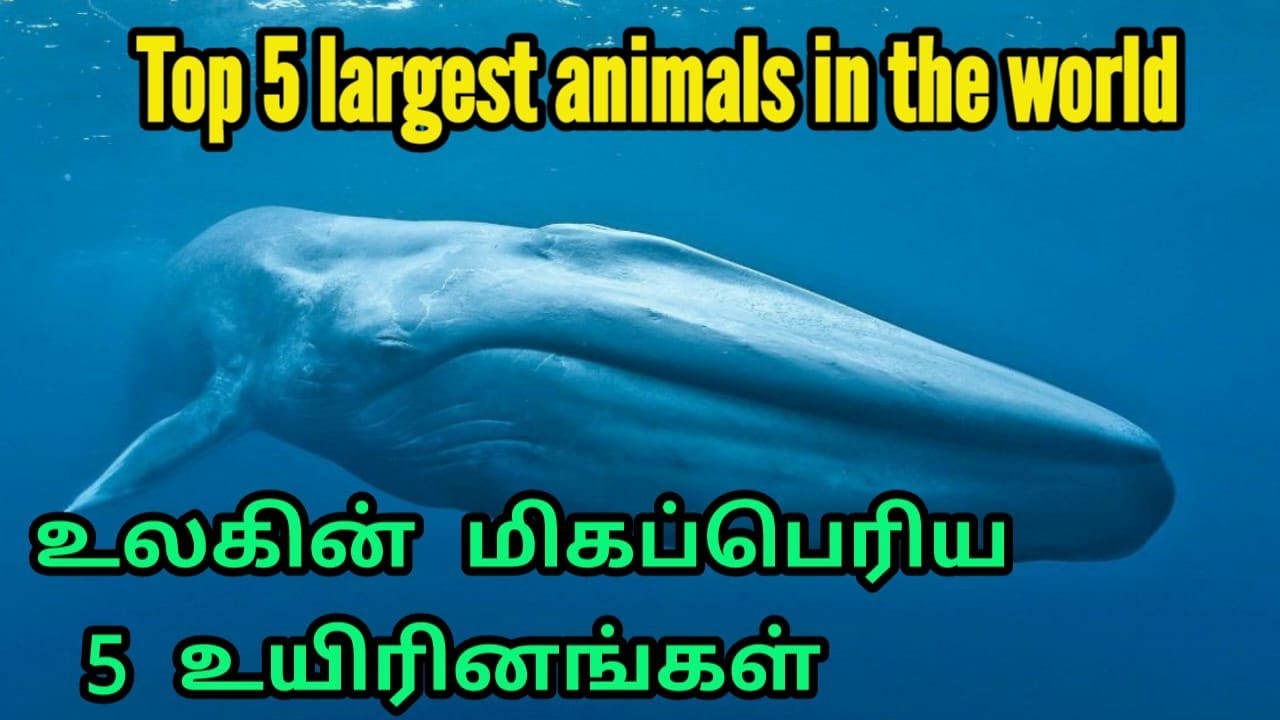 Top 5 largest animals in the world உலகின் மிக பெரிய 5 உயிரினங்கள் - YouTube