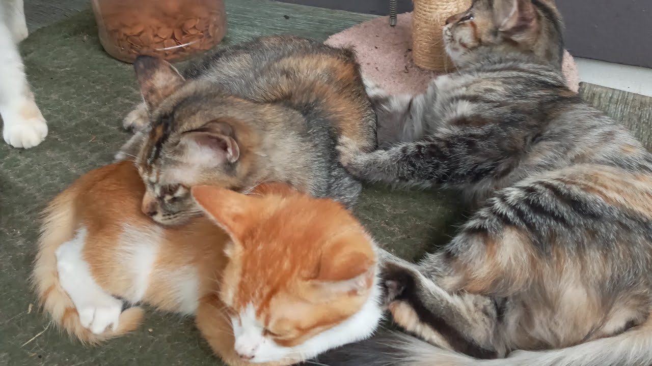 Today Cats & kittens are 687 & 592 & 541 & 535 & 528 & 437 & 363 & 280 ...